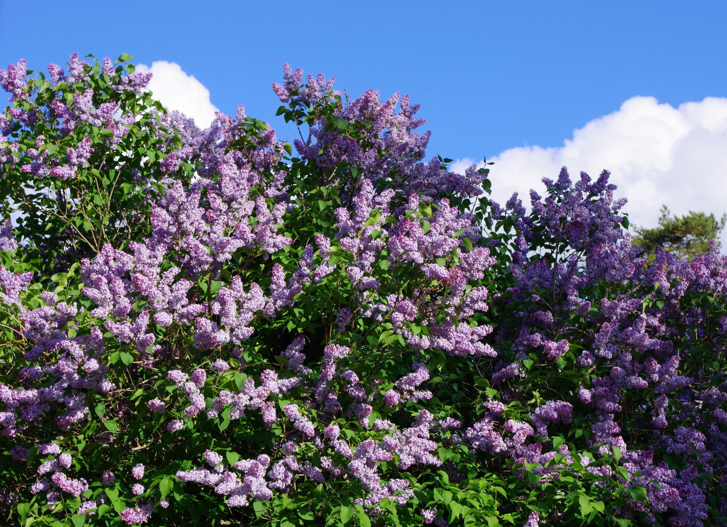 Syringa vulgaris- harilik sirel – Järvselja Õppe- ja Katsemetskond