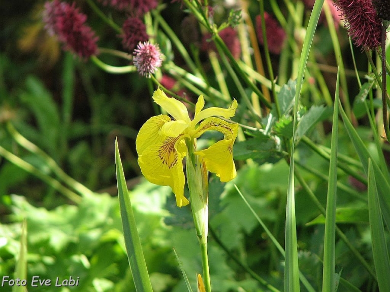 Iris pseudacorus- kollane võhumõõk/UUS SOODUSHIND! – Järvselja Õppe- ja ...