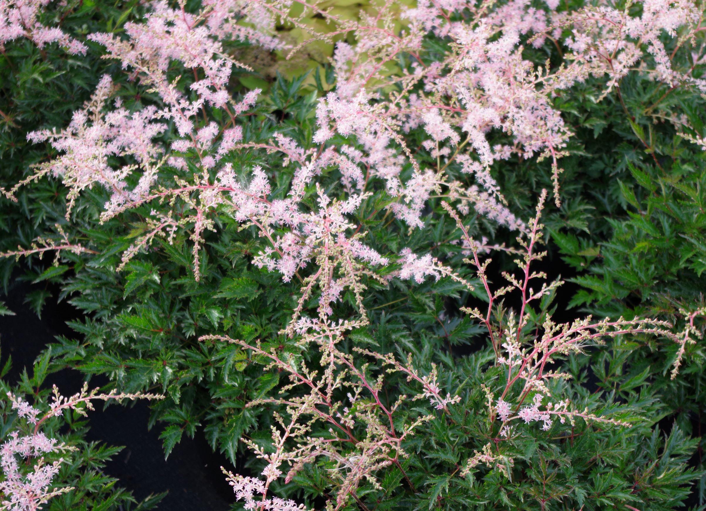 Astilbe simplicifolia- lihtlehine astilbe ´Sprite´ – Järvselja Õppe- ja ...