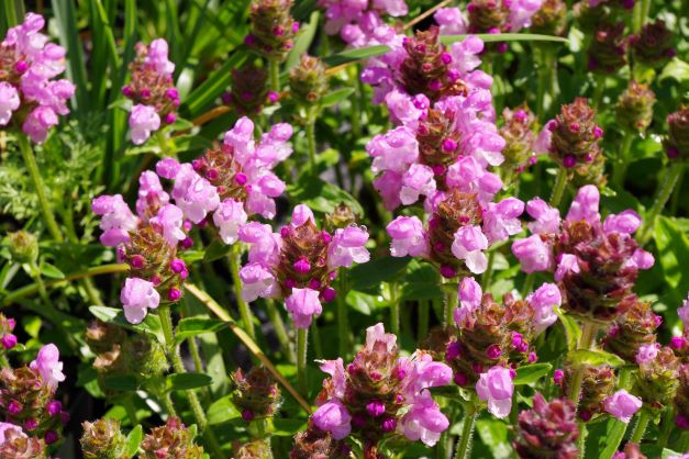 Prunella grandiflora- suureõieline käbihein ‘Pink Loveliness’/UUS ...