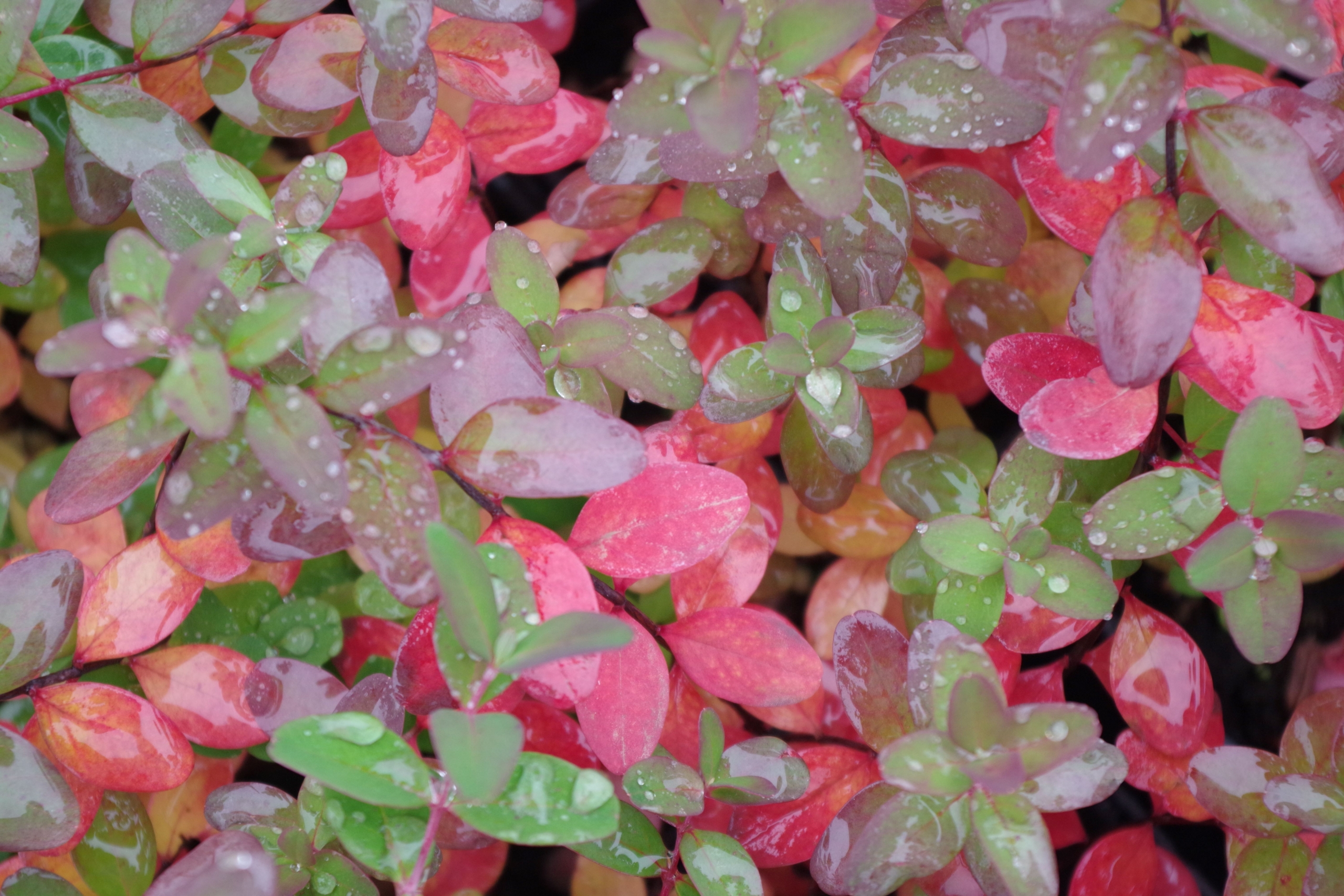 Hypericum kouytchense- guizhou naistepuna /UUS SOODUSHIND! – Järvselja ...